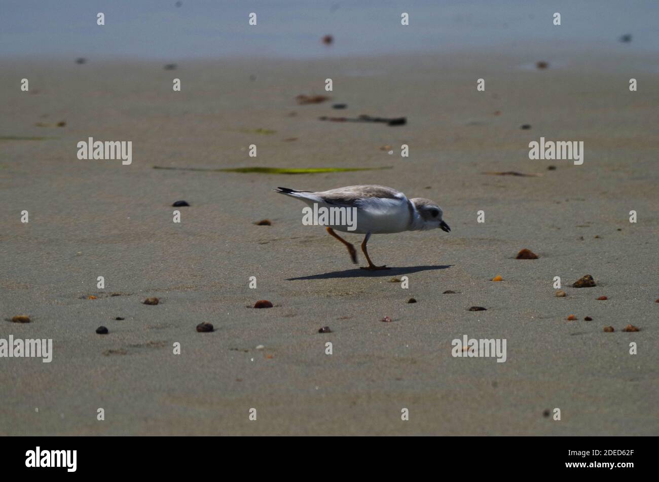 Shore bird image hi-res stock photography and images - Alamy