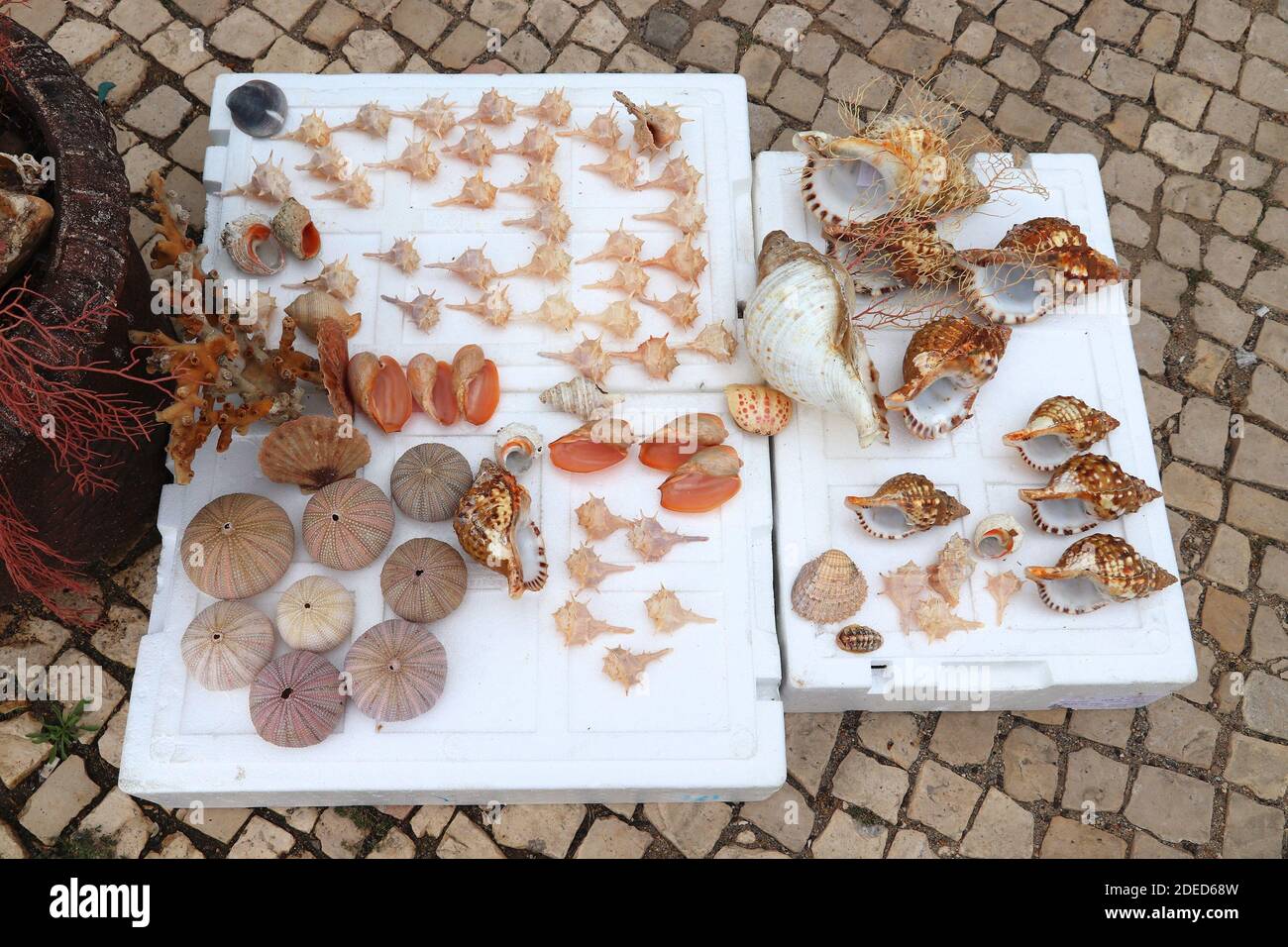 Sea shells in portugal hi-res stock photography and images - Alamy