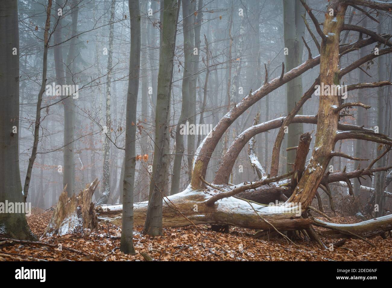 Fallen pine tree in Mala Fatra national park, Slovakia Stock Photo - Alamy