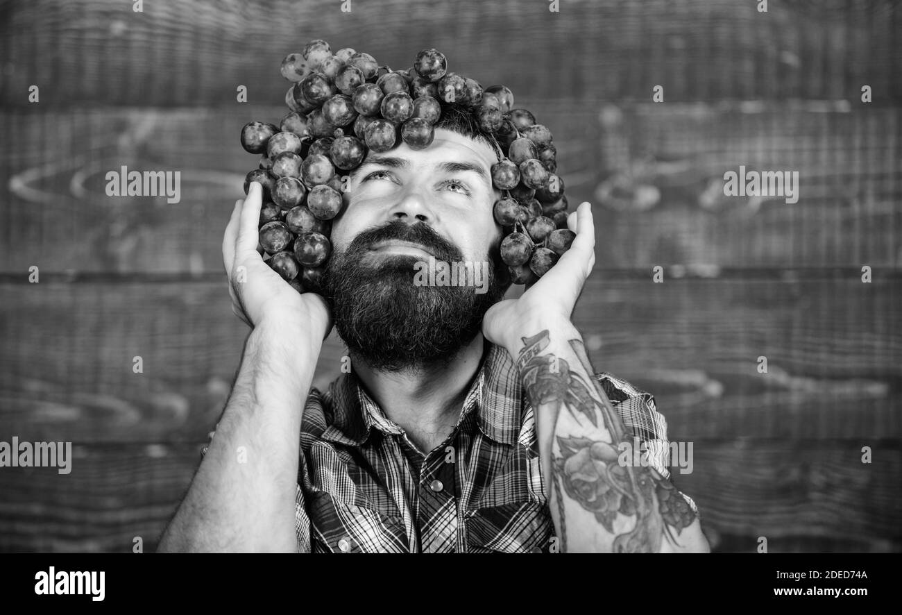 Winery concept. Man with beard hold bunch of grapes on head wooden ...