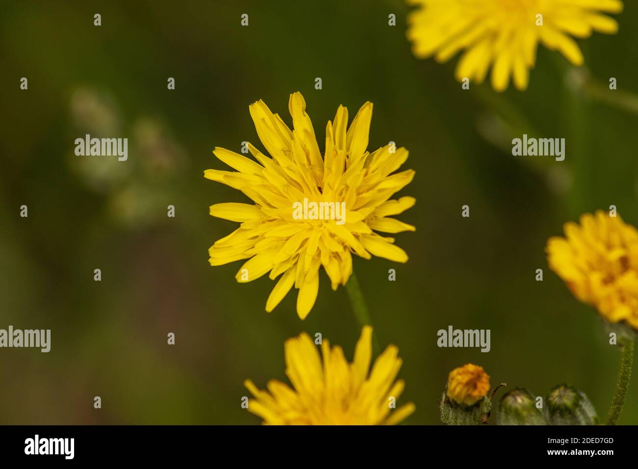 Beaked hawksbeard hi-res stock photography and images - Alamy