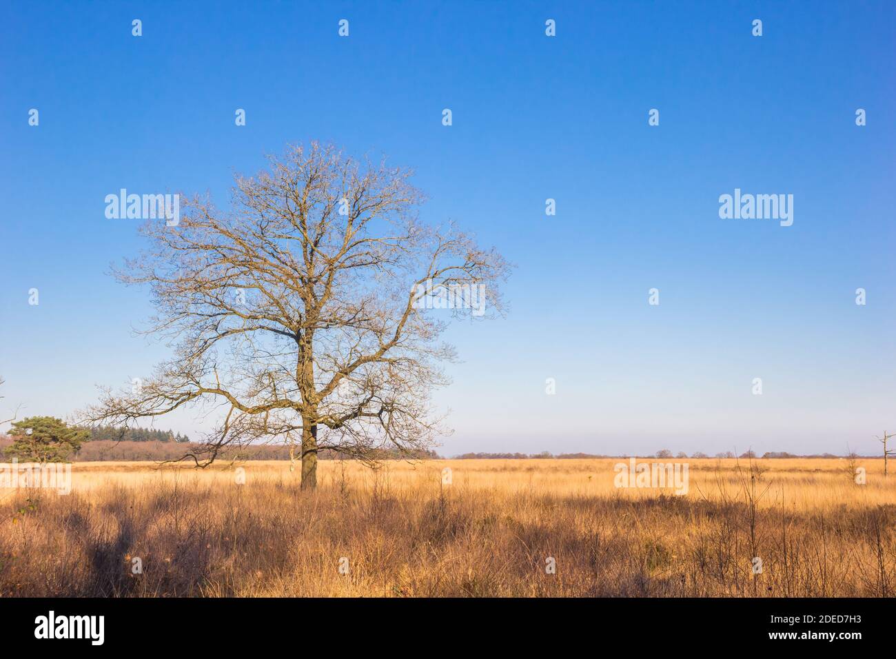 Single tree on the heather field of Noordsche veld in Drenthe ...