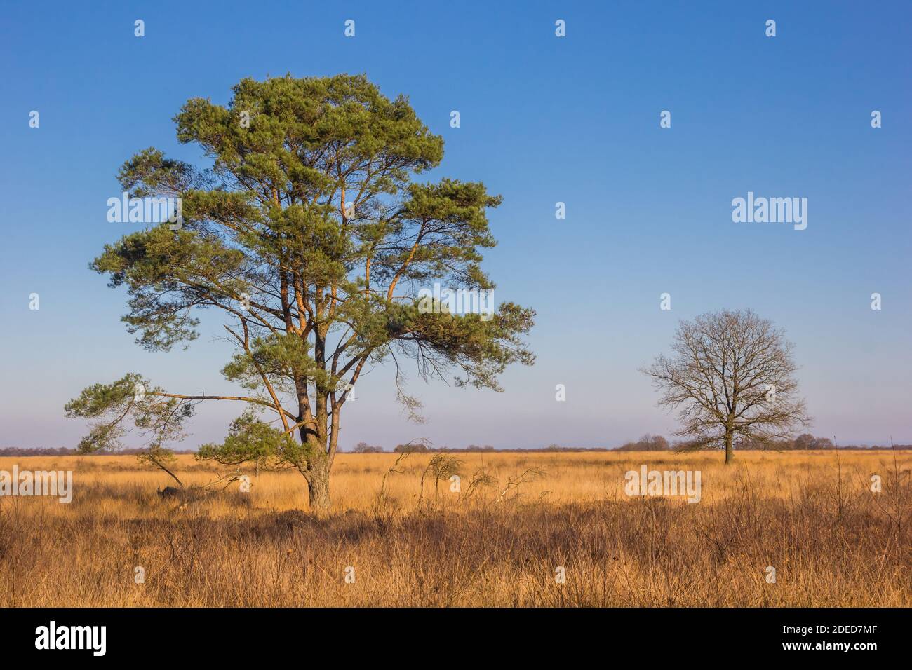 Trees at the grass field of the Noordsche Veld nature reserve in ...