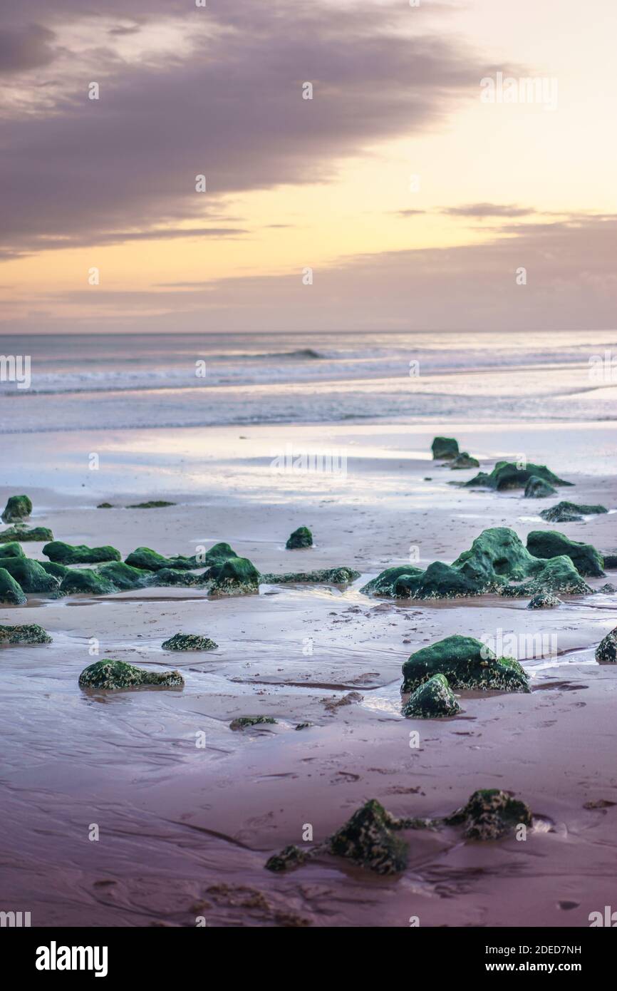 Colorful sea shore with green algae rocks Stock Photo - Alamy