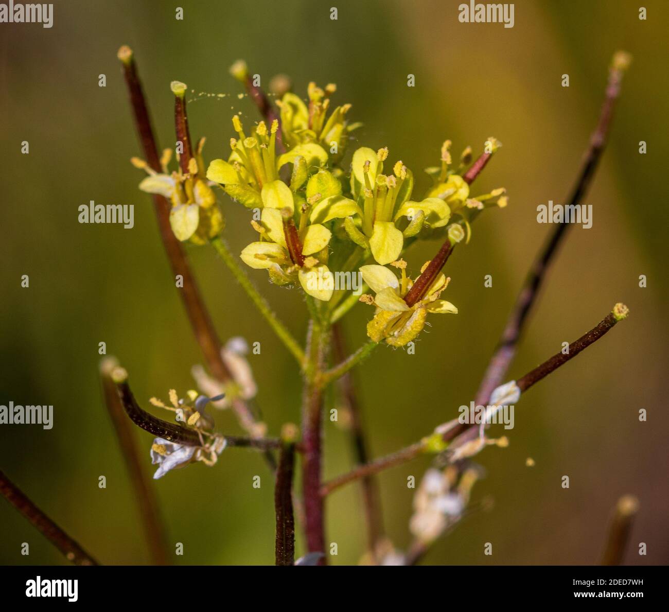 Sisymbrium sp hi-res stock photography and images - Alamy