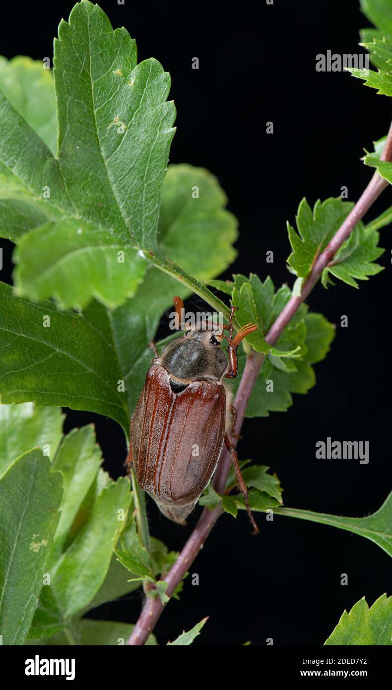 Cockchafer: Melolontha melolontha. Surrey, UK. (AKA May Bug Stock Photo ...
