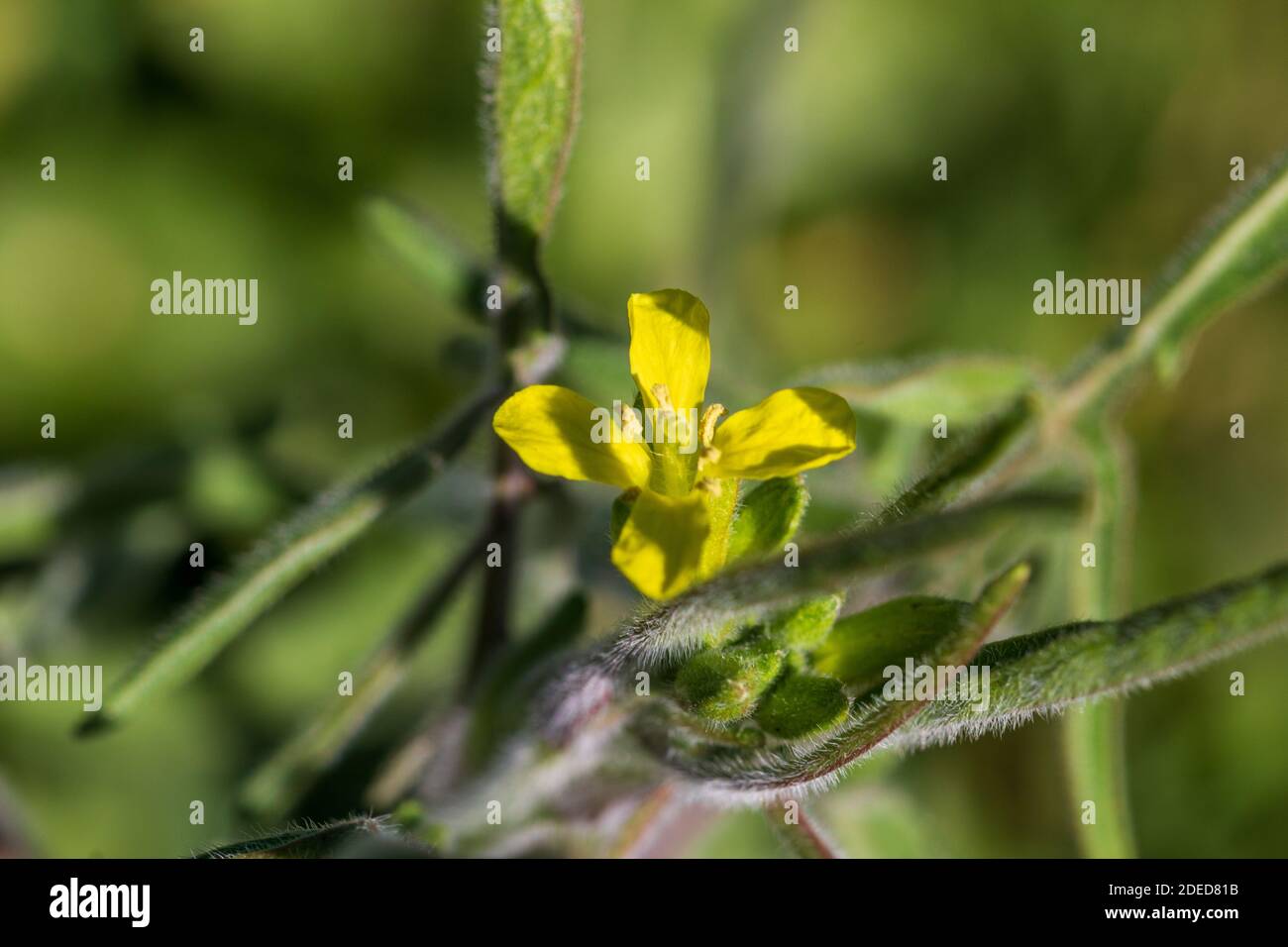 Sisymbrium Orientale, Eastern rocket, Yellow Flowered Rocket Plant ...