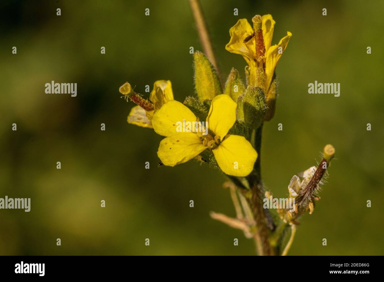 Indian rocket hi-res stock photography and images - Alamy