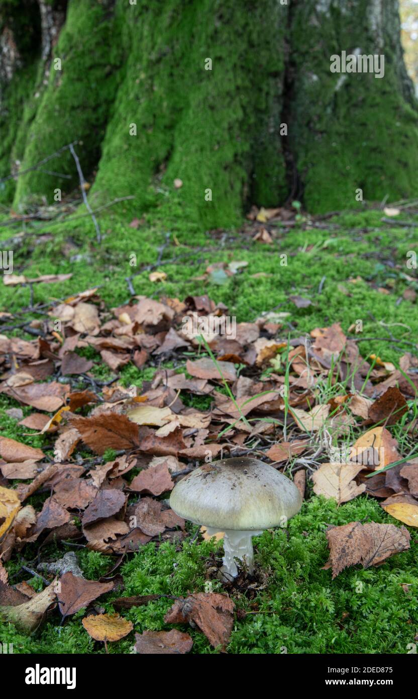 Amanita phalloides death cap mushroom hi-res stock photography and ...