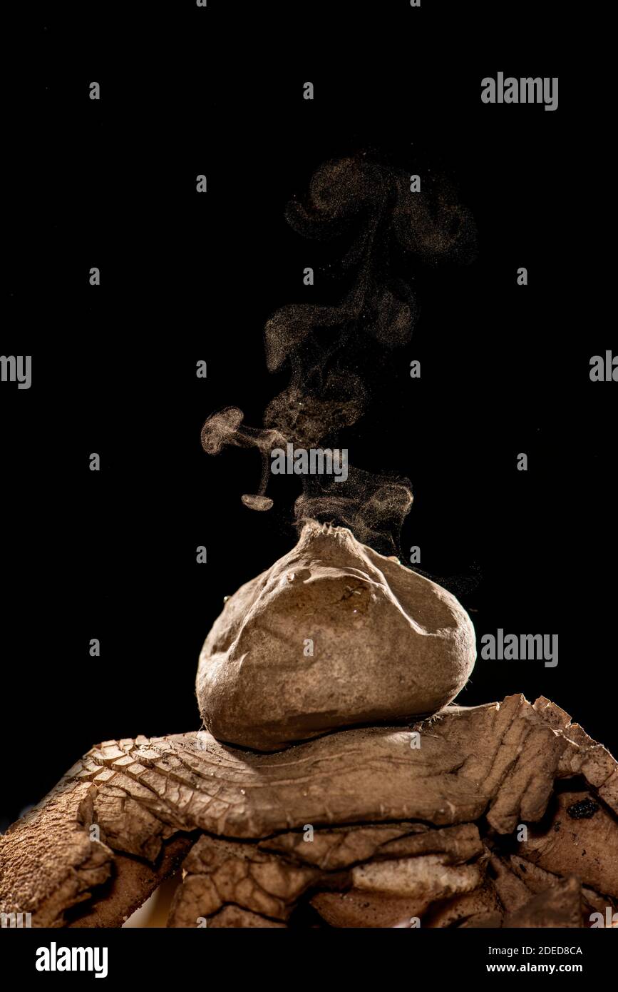 Collared Earthstar fungus: Geastrum triplex. Discharging spores ...