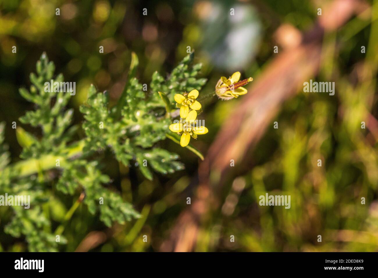 Sisymbrium sp hi-res stock photography and images - Alamy