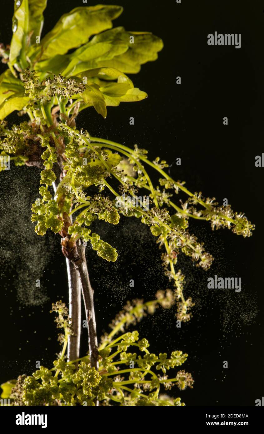 Oak tree catkins hi-res stock photography and images - Alamy