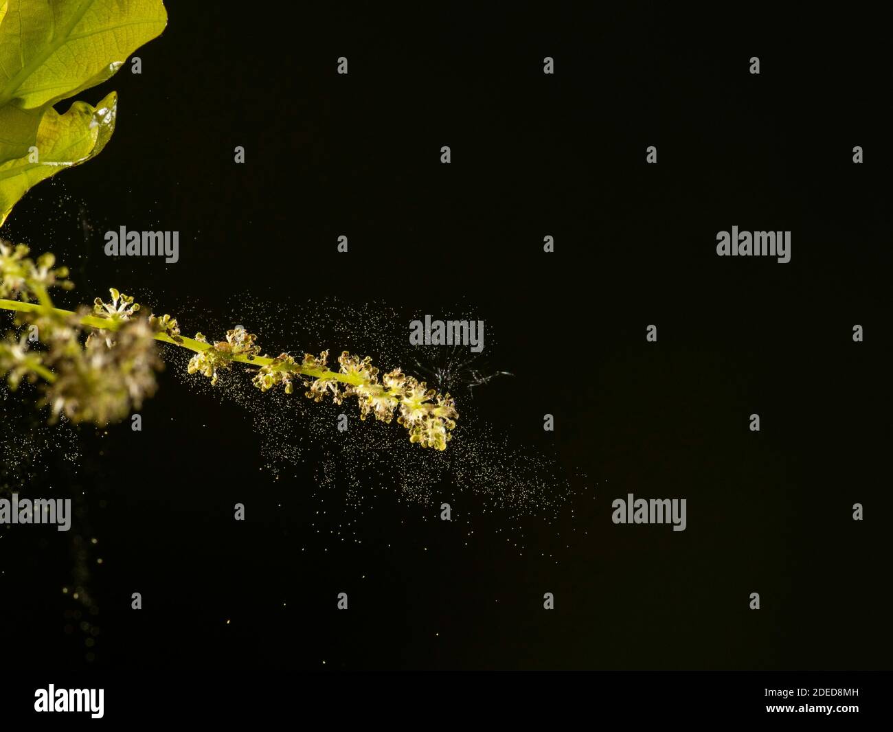 Pollen Dispersal High Resolution Stock Photography and Images - Alamy