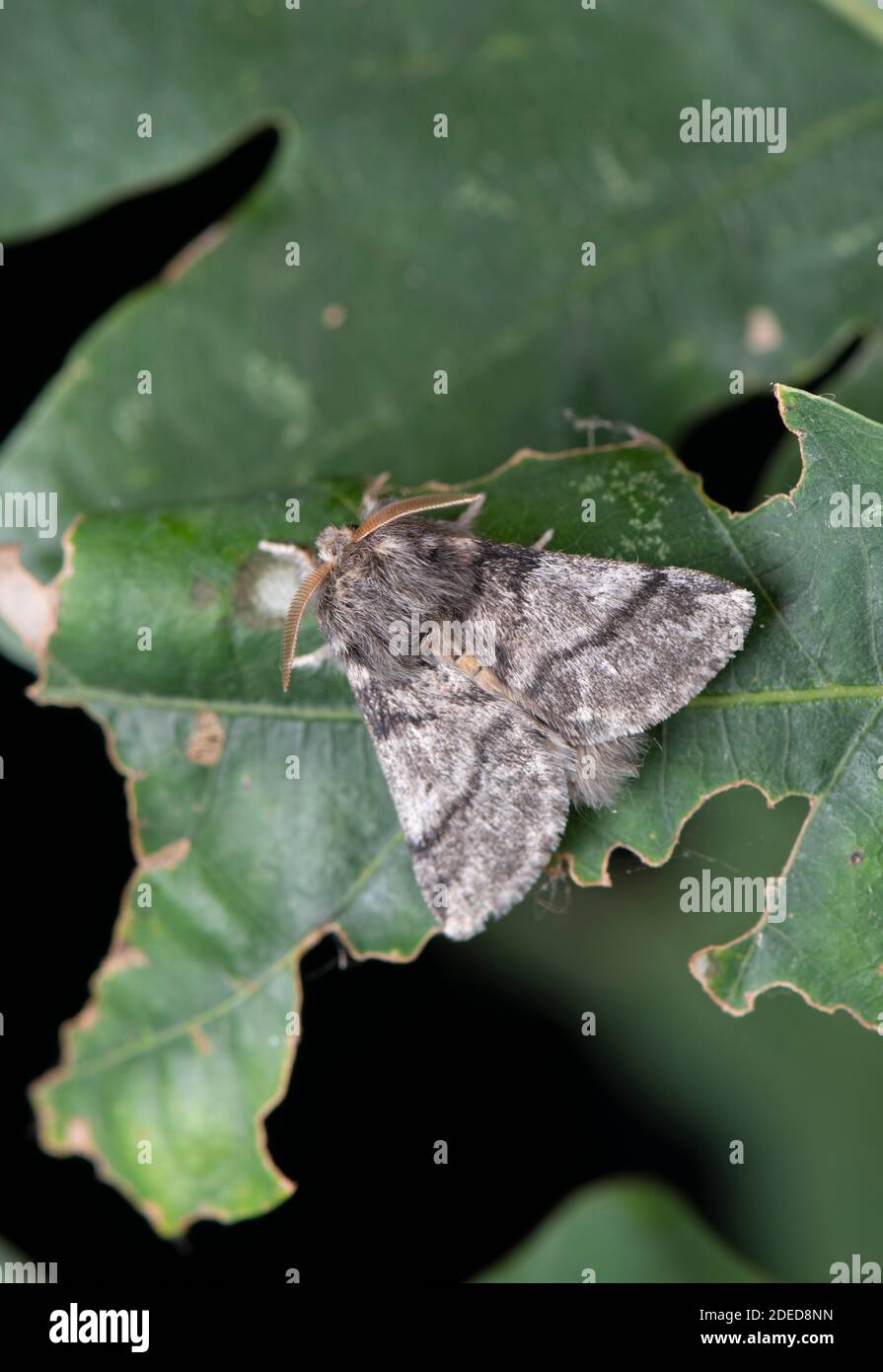 Oak processionary moth hi-res stock photography and images - Alamy