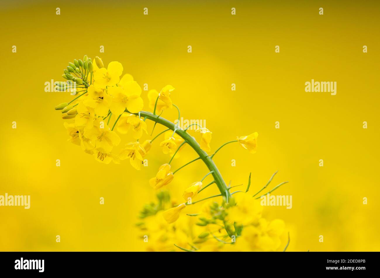 Cultivation of rapeseed hi-res stock photography and images - Alamy