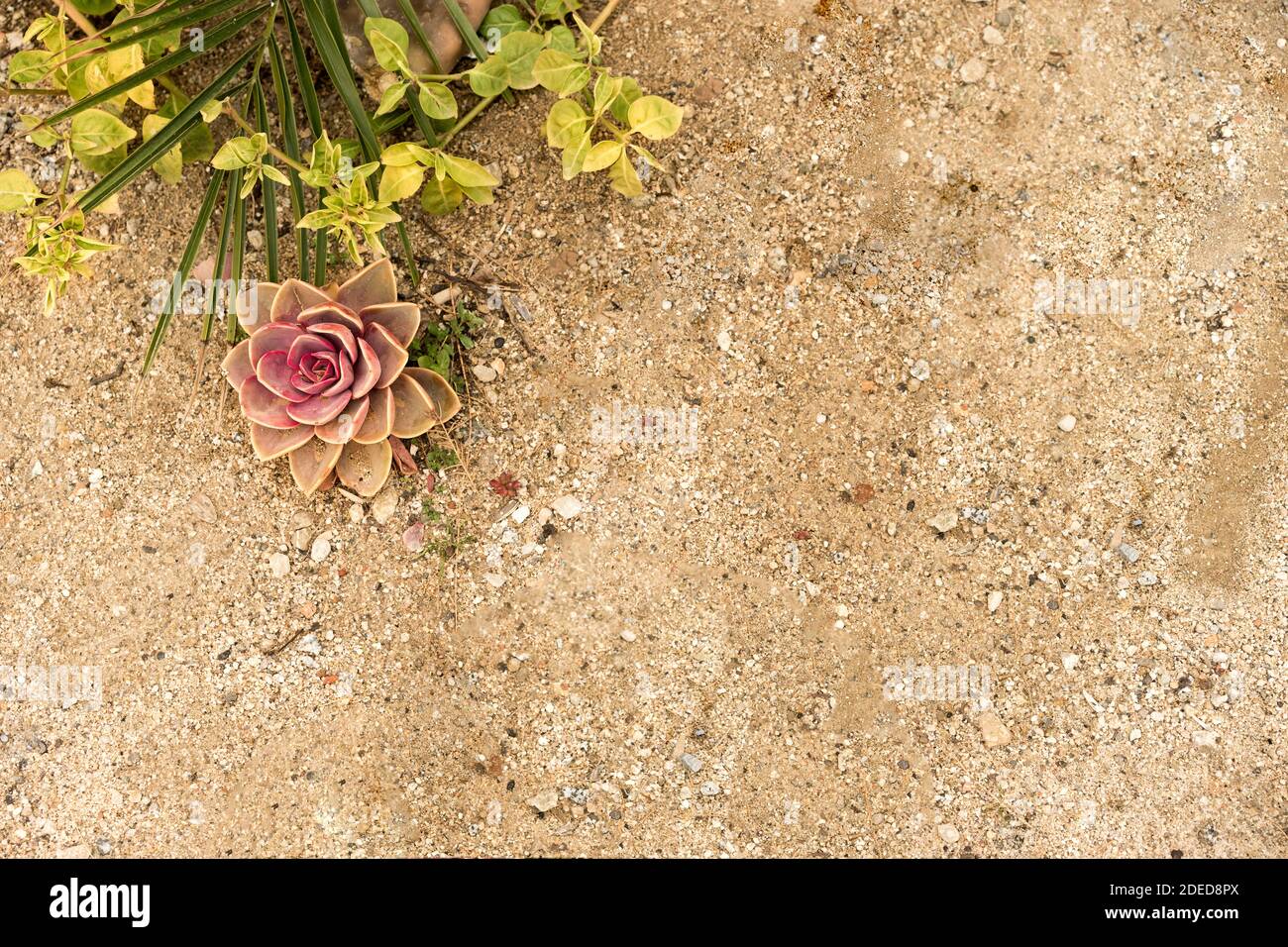 Succulent plant on sand Stock Photo - Alamy