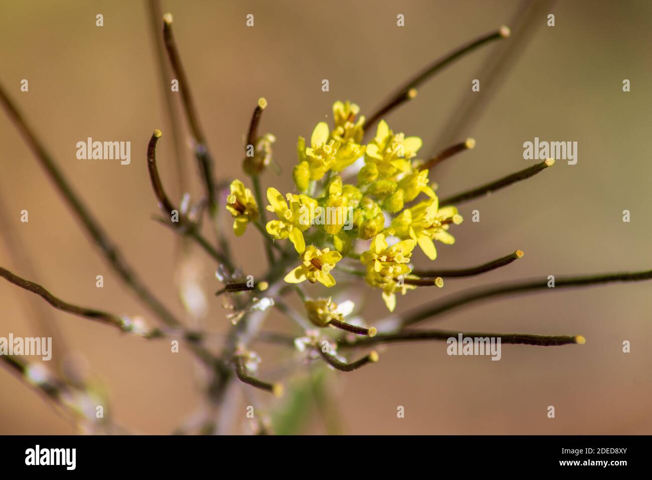 Sisymbrium sp hi-res stock photography and images - Alamy