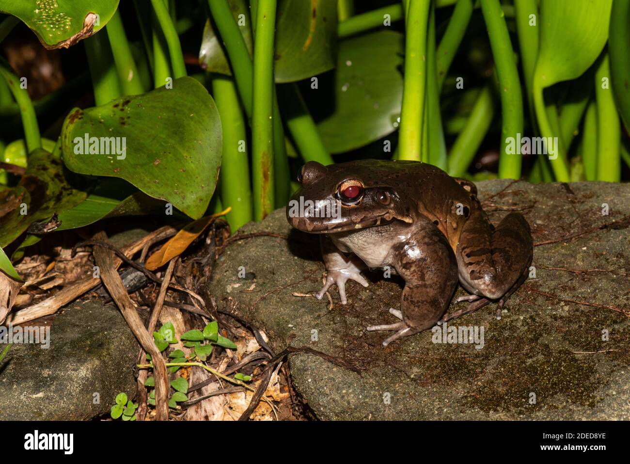 Smoky Jungle Frog: Leptodactylus pentadactylus. Costa Rica Stock Photo ...