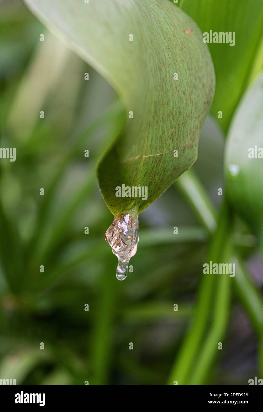 Tree Frog: Agalychnis sp. Eggs laid above pond, beginning to hatch ...