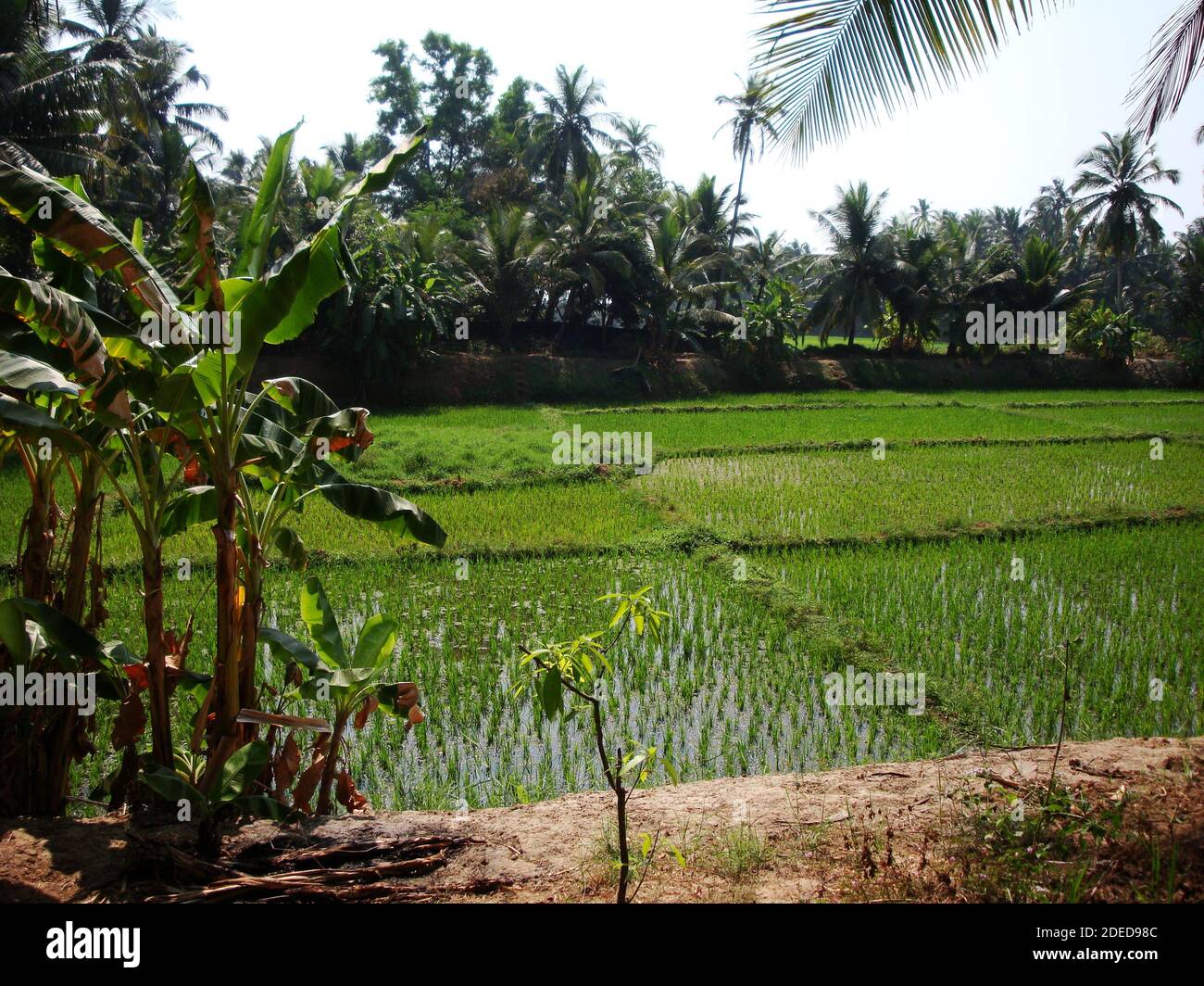 agriculture and farming in india, plant growing and food production ...