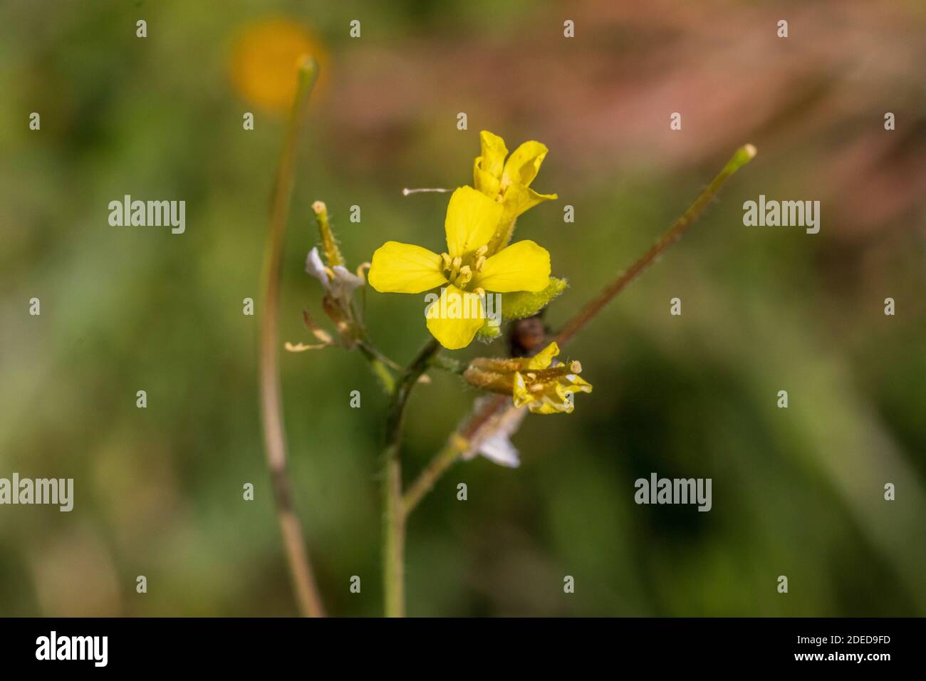 Wild rocket leaves hi-res stock photography and images - Alamy
