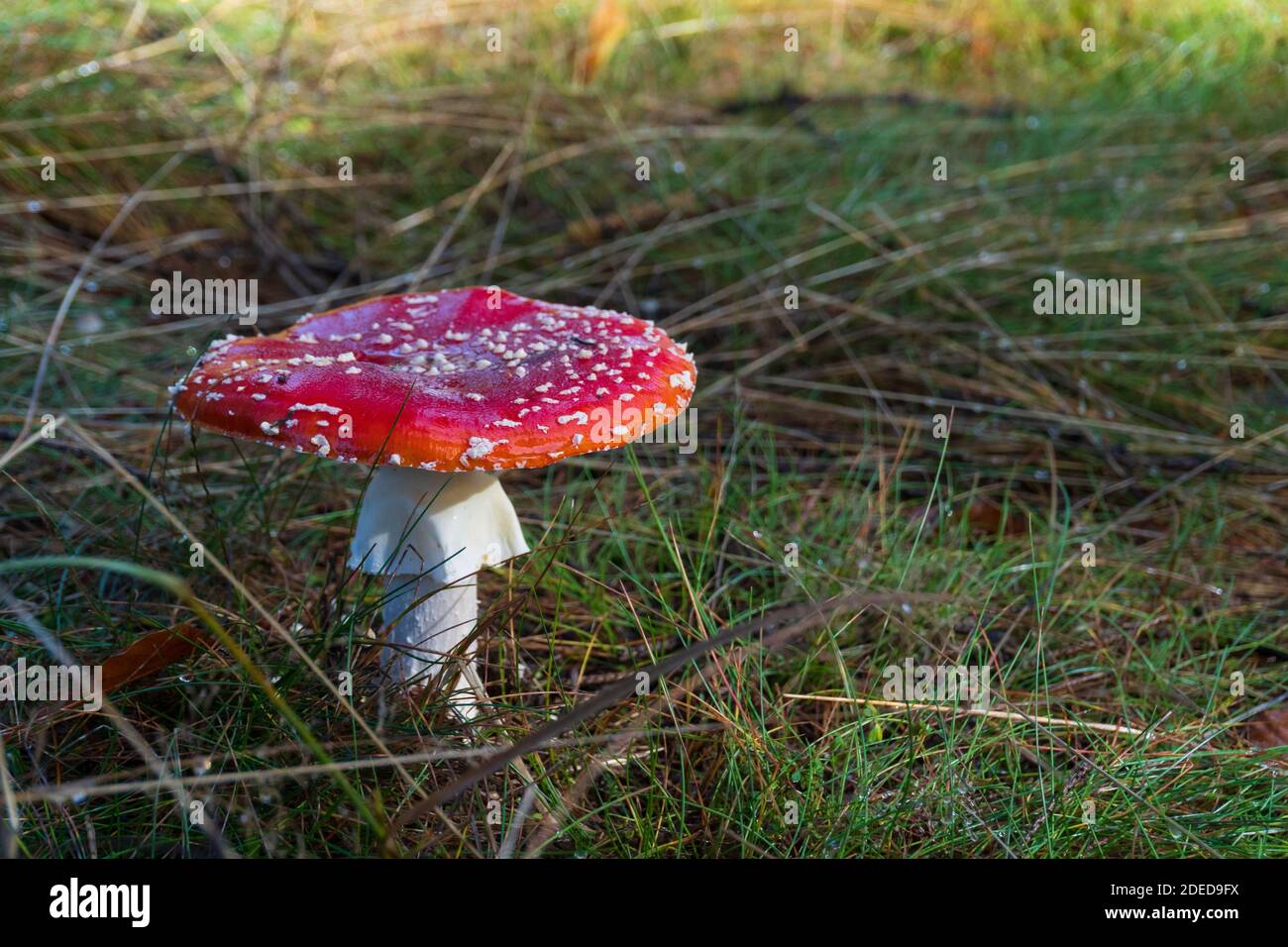 Toadstool in the woods on the Feldberg in Hessen, Germany Stock Photo ...