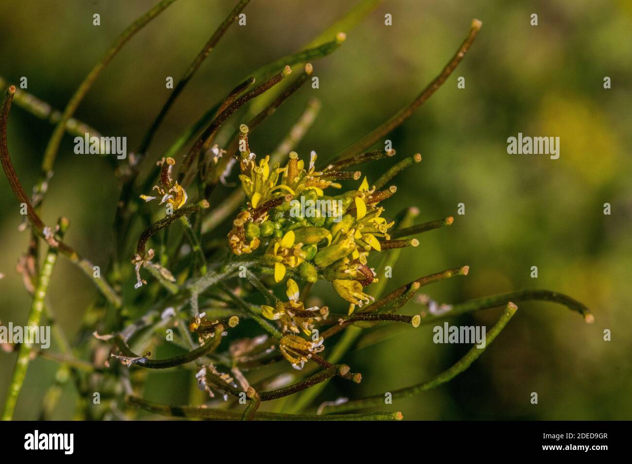 Wild rocket leaves hi-res stock photography and images - Alamy