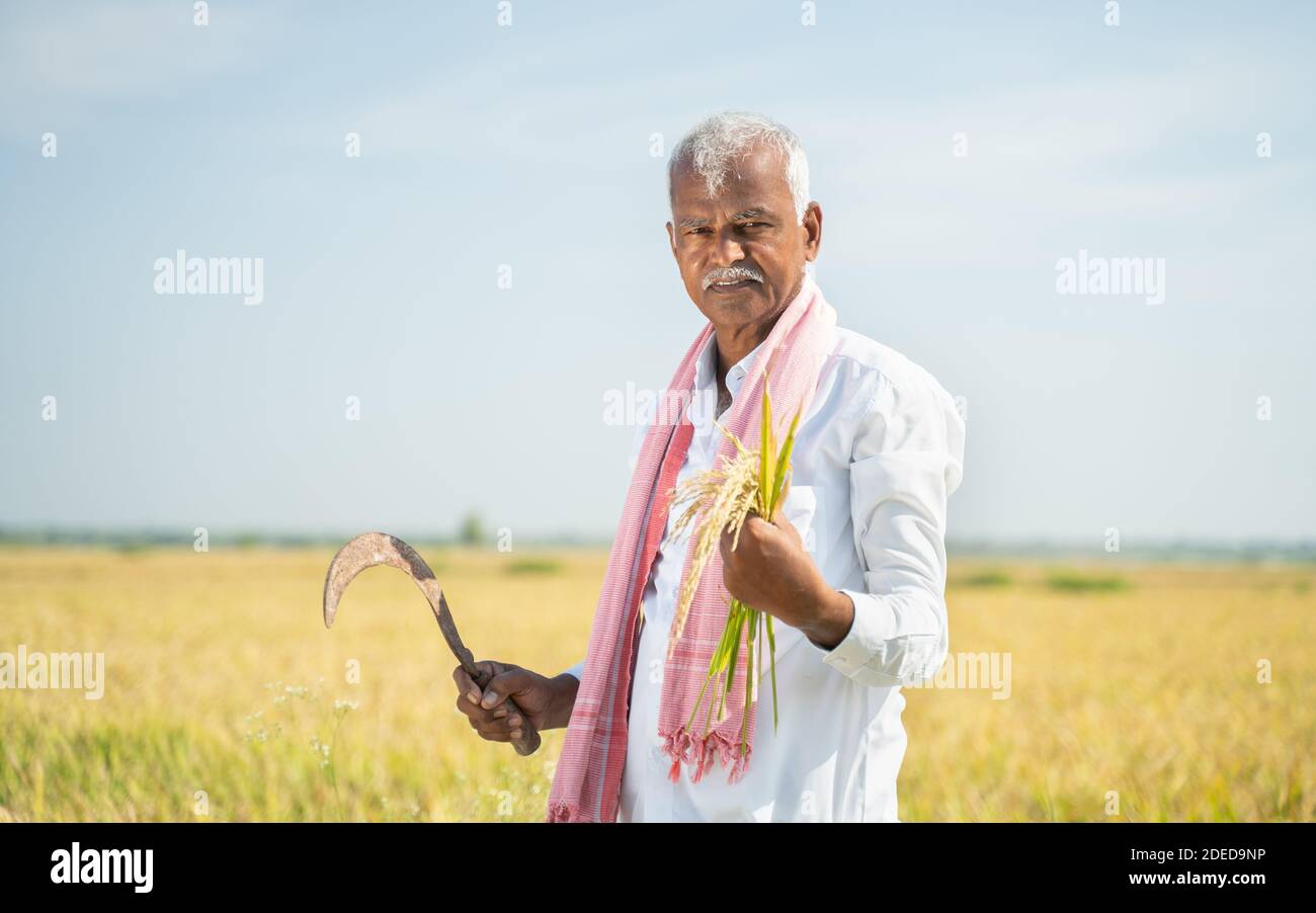 smiling Indian farmer in hot sunny day holding paddy and round knife or ... smiling Indian farmer in hot sunny day holding paddy and round knife or ...