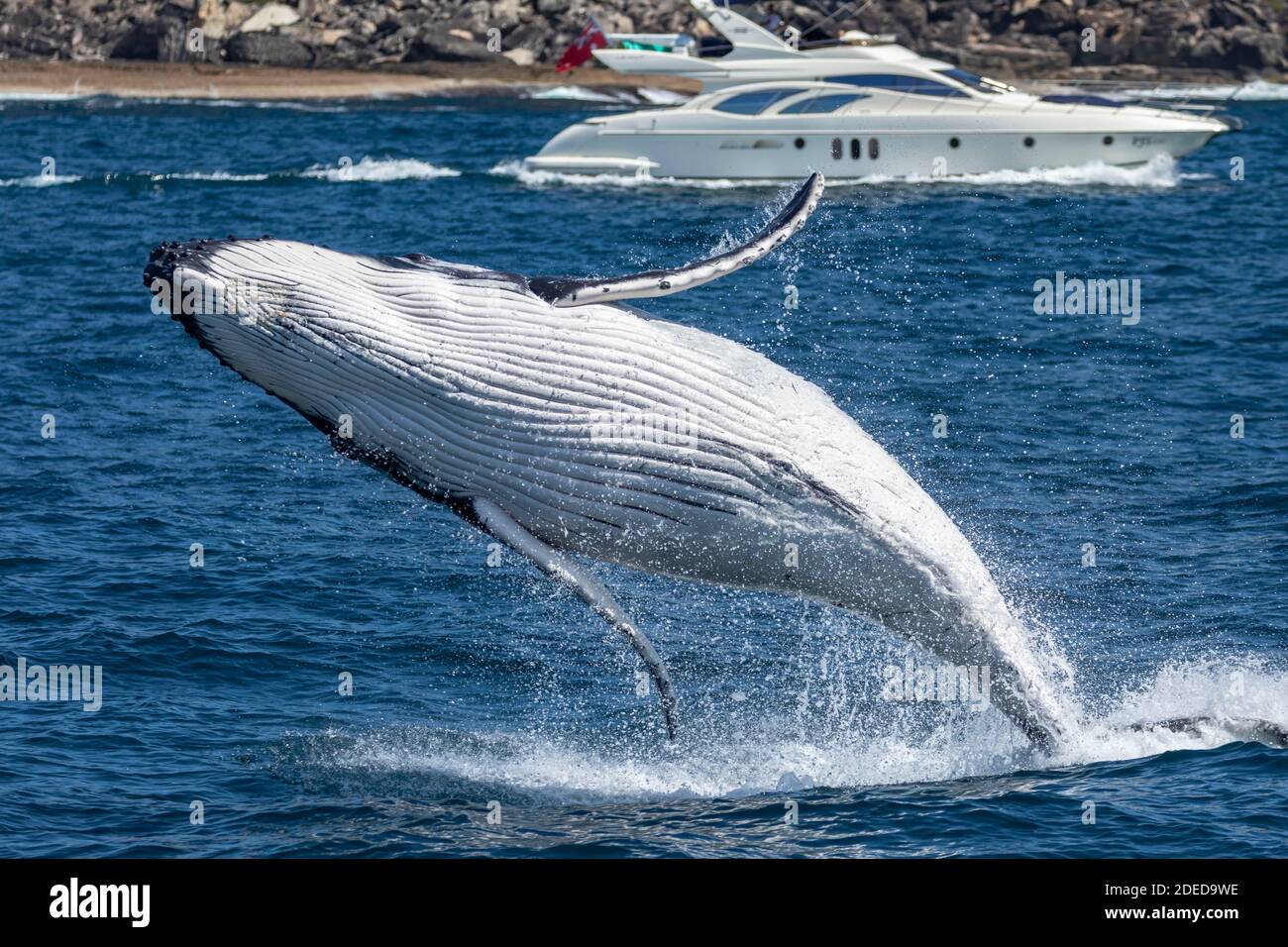 Humpback Whale Breaching, Australia High Resolution Stock Photography ...