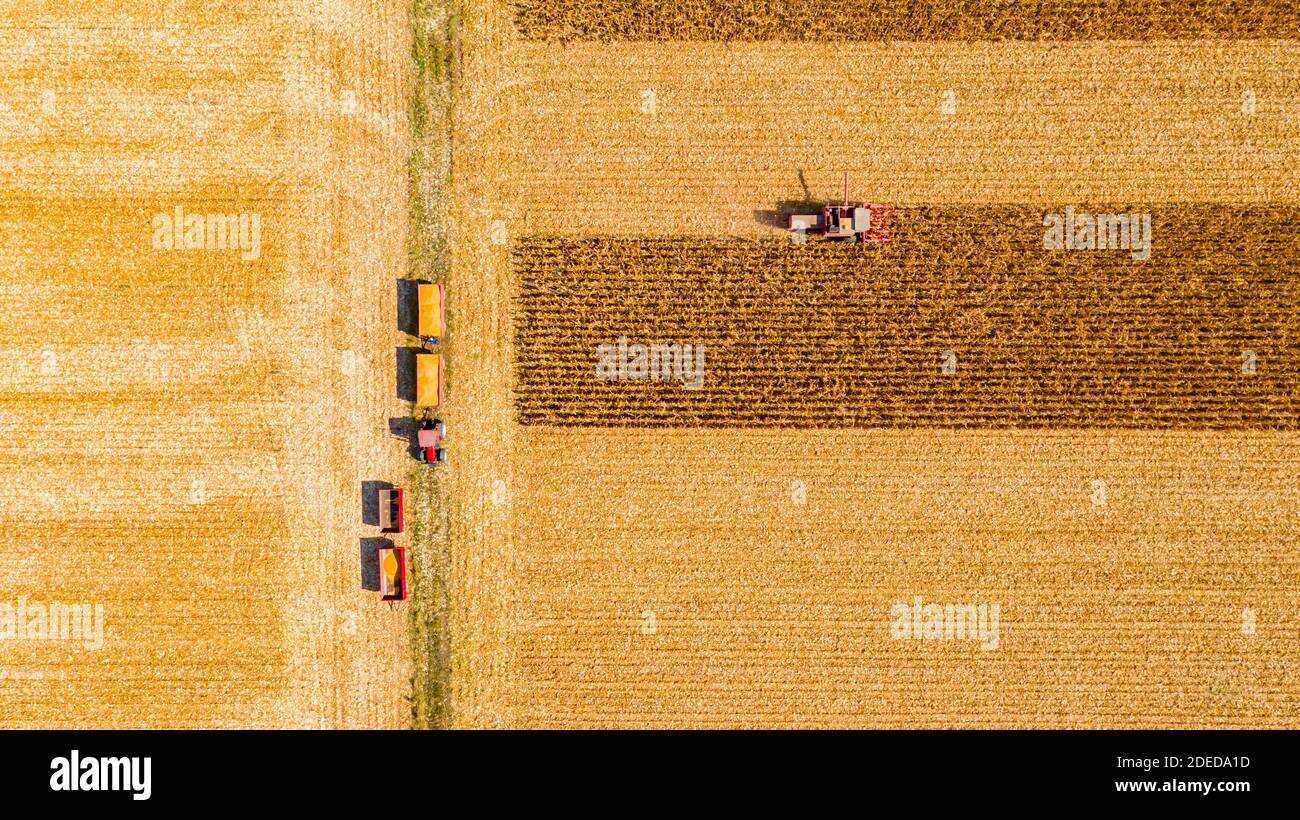 Aerial top view of agricultural harvester is cutting and harvesting ...
