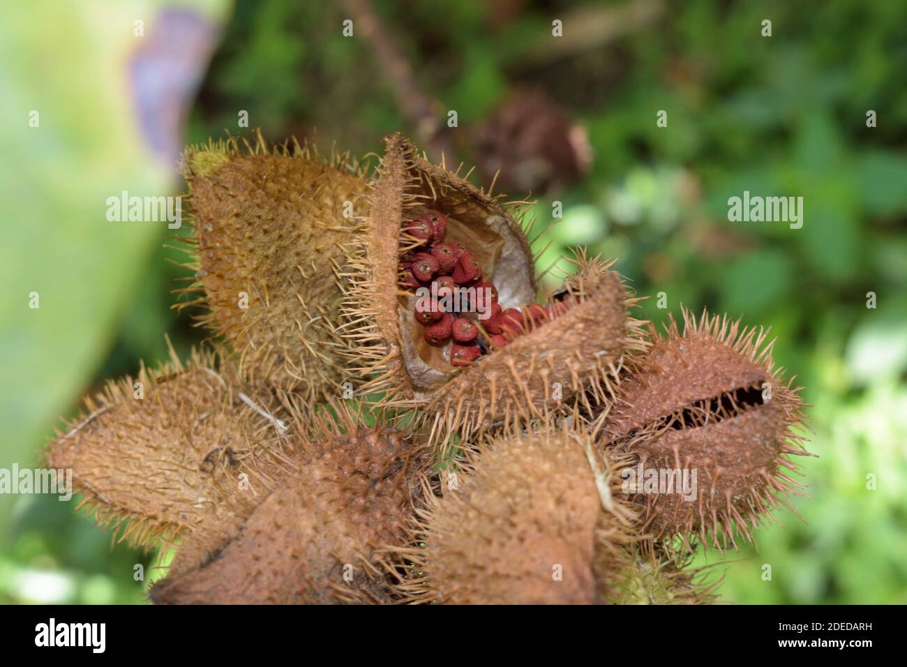 Achiote fruit hi-res stock photography and images - Alamy