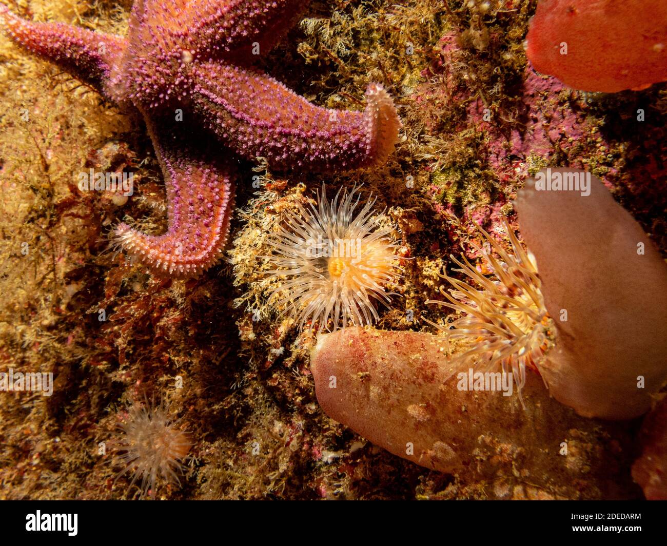 Orange sea squirts hi-res stock photography and images - Alamy