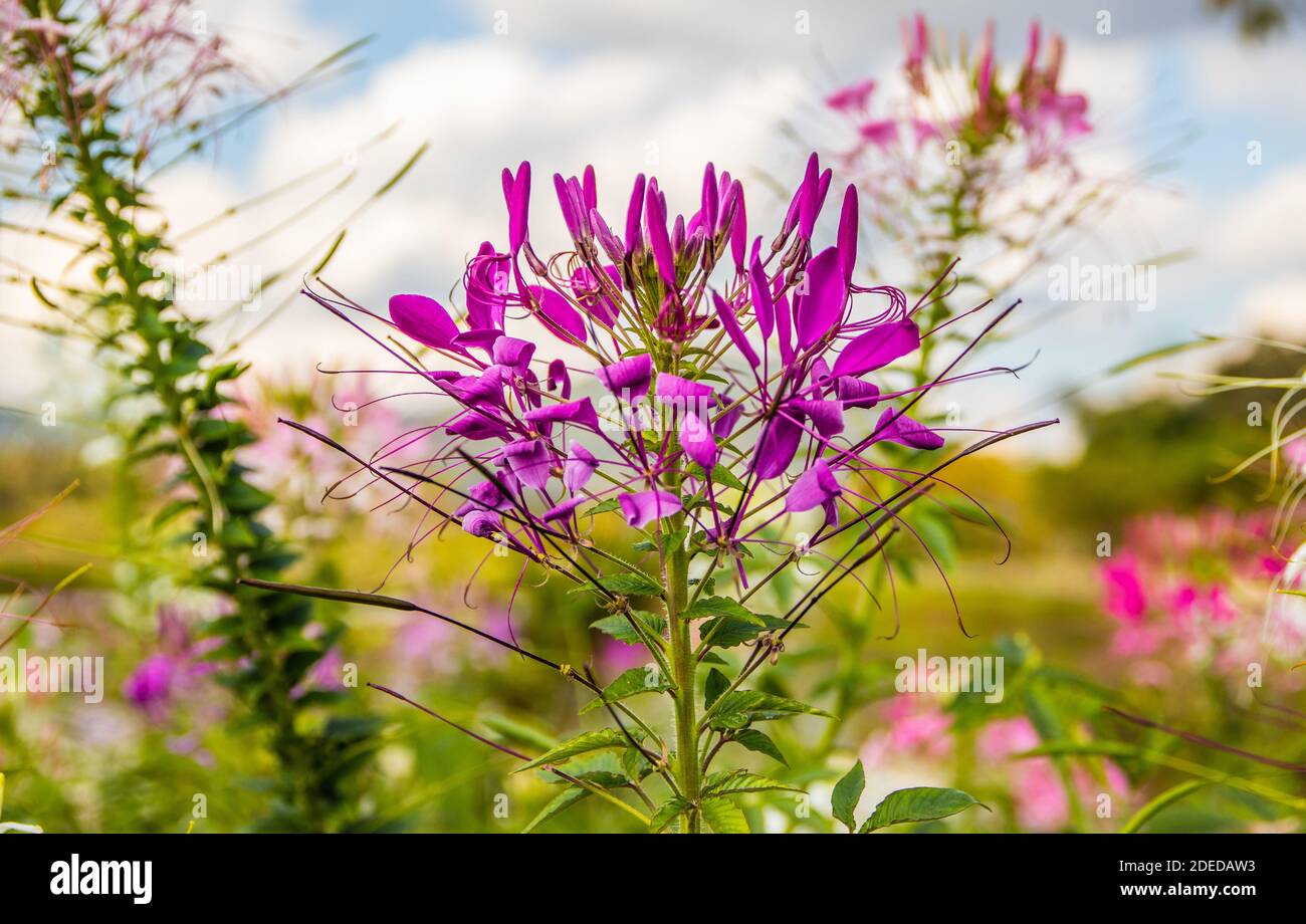 flower from Chiang Rai North Thailand Asia Stock Photo - Alamy