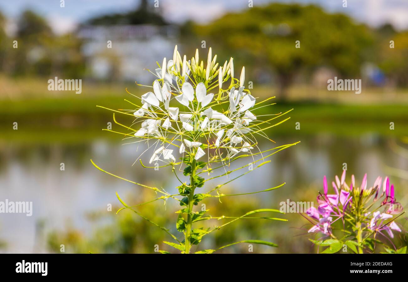 flower from Chiang Rai North Thailand Asia Stock Photo - Alamy
