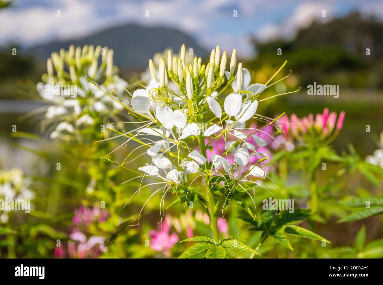flower from Chiang Rai North Thailand Asia Stock Photo - Alamy