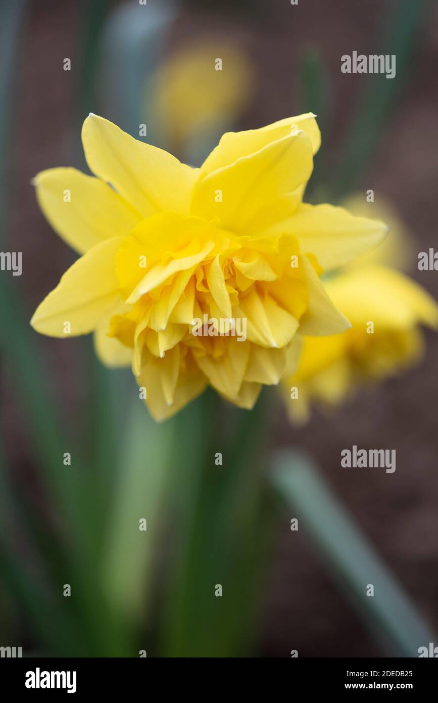 Golden ducat hi-res stock photography and images - Alamy