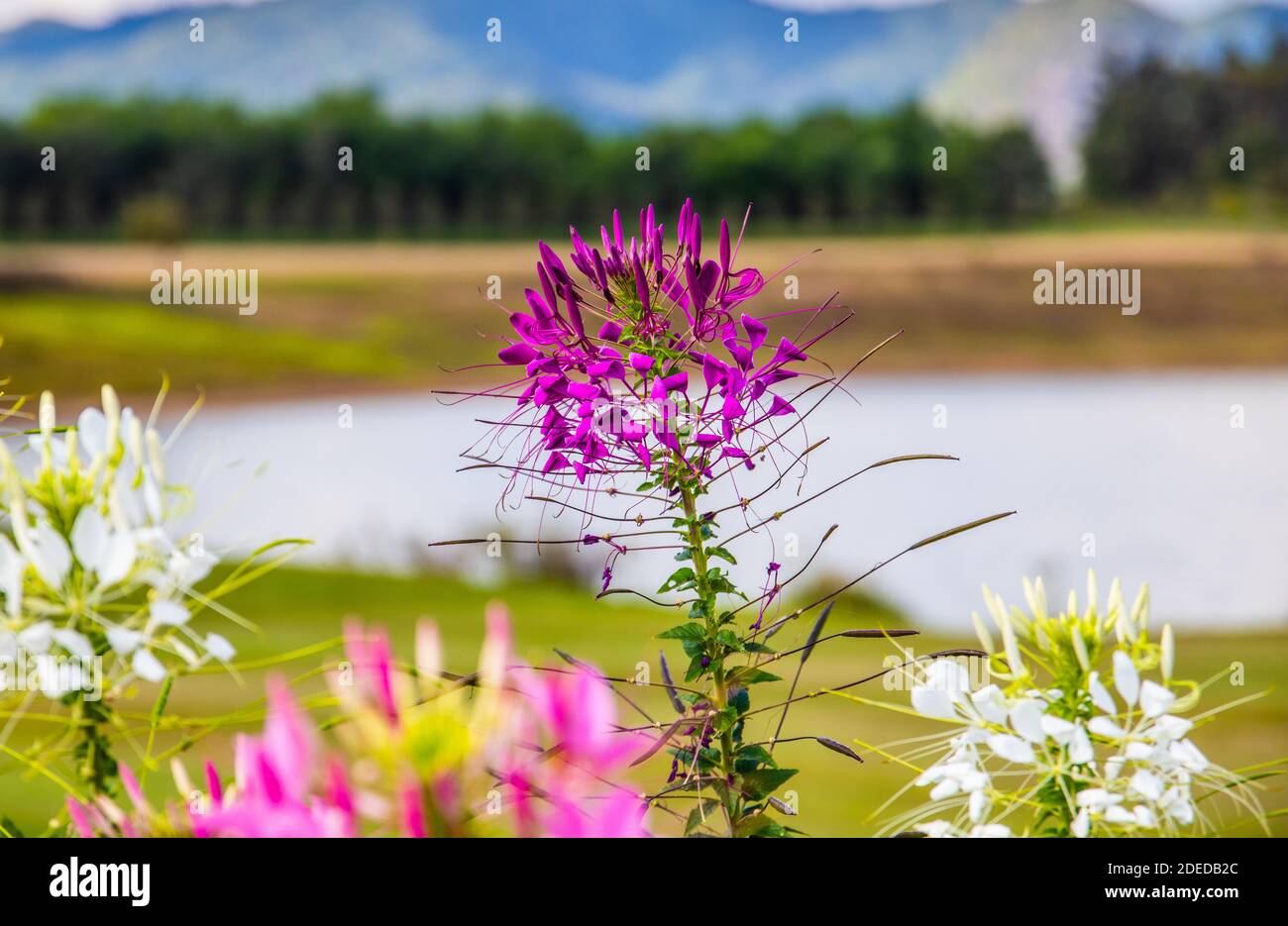 flower from Chiang Rai North Thailand Asia Stock Photo - Alamy