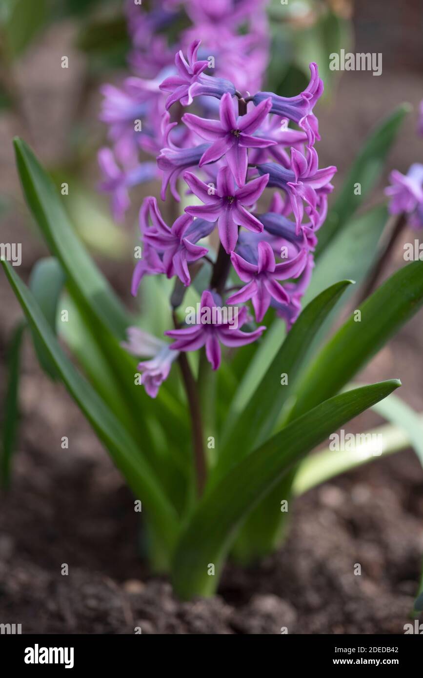 HYACINTHUS ORIENTALIS PURPLE STAR Stock Photo - Alamy