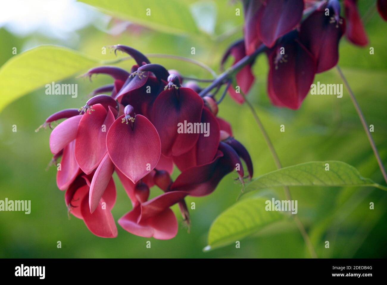 cockspur coral tree (Erythrina crista-galli Stock Photo - Alamy