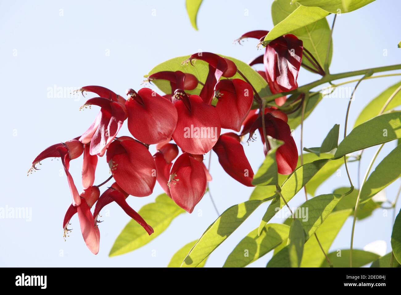 Cockspur coral tree hi-res stock photography and images - Alamy