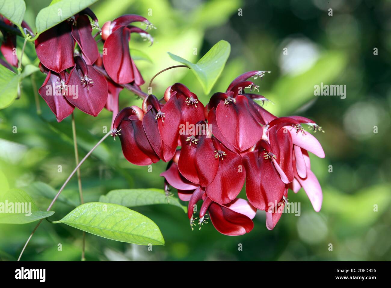 cockspur coral tree (Erythrina crista-galli Stock Photo - Alamy