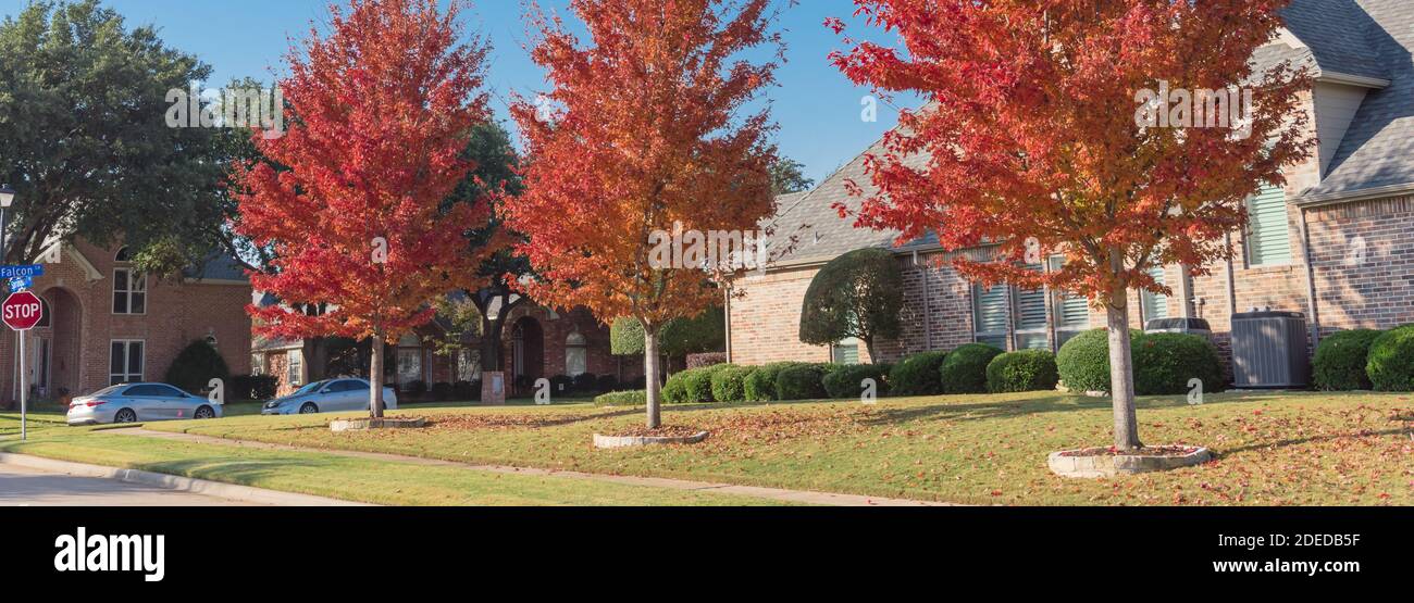Panoramic view colorful red maple trees near two story houses in ...
