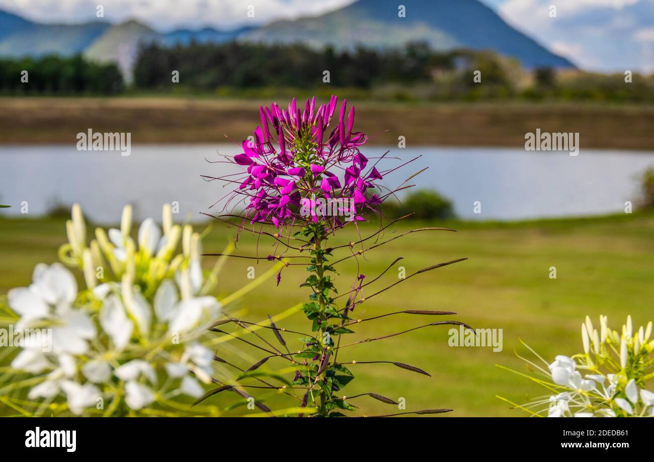 flower from Chiang Rai North Thailand Asia Stock Photo - Alamy