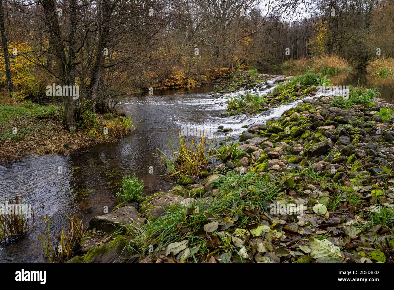 A river floating through a colourful autumn forest. Picture from Scania ...