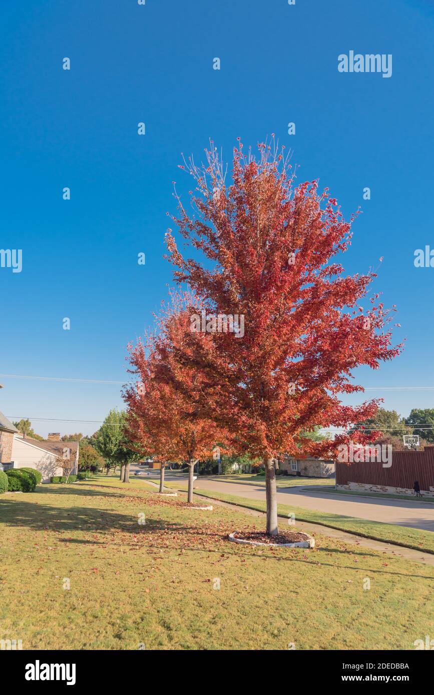 Empty neighborhood street with colorful fall foliage of red maple trees ...