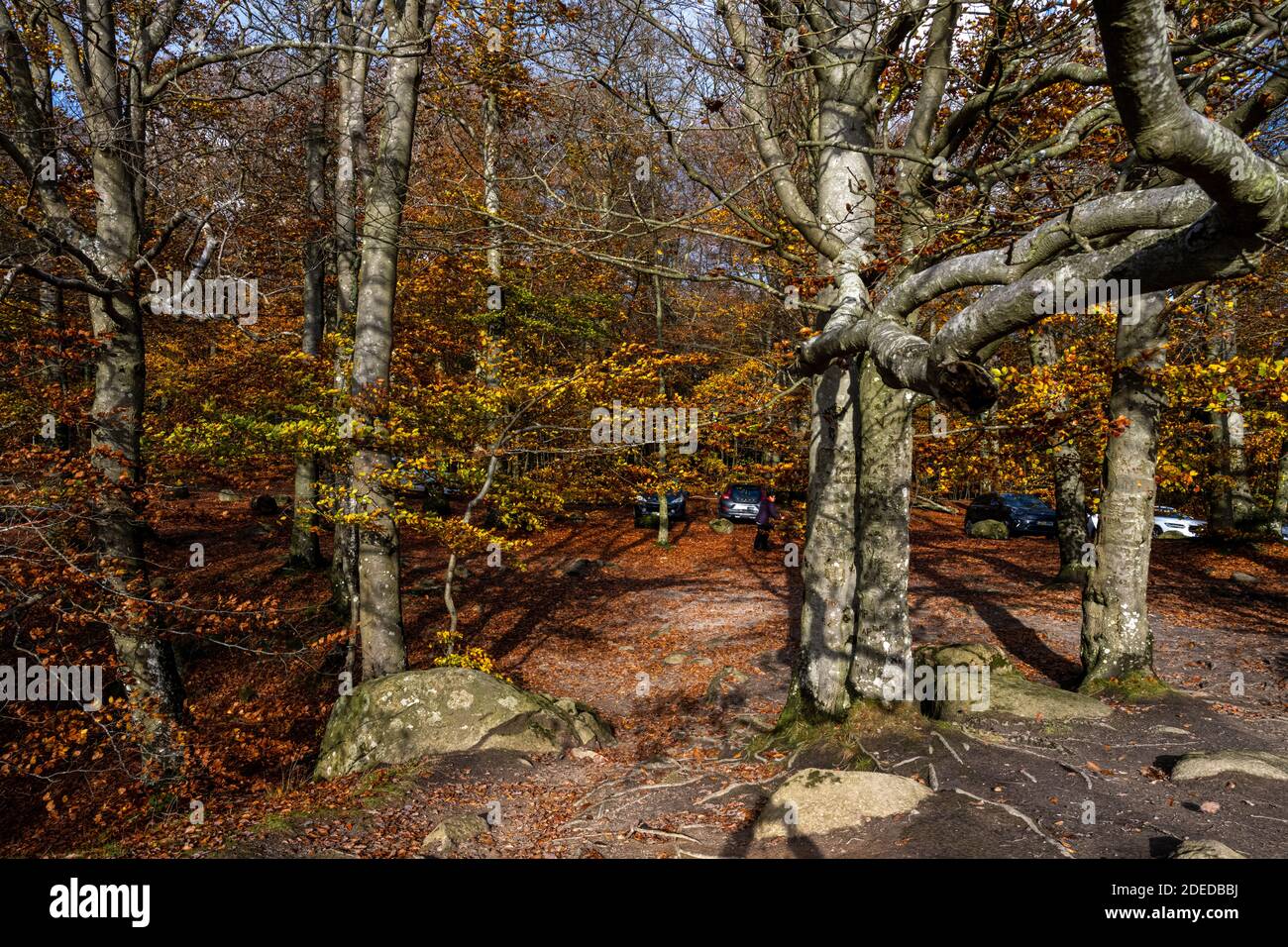A beautiful view of a colourful autumn forest. Picture from Soderasen ...