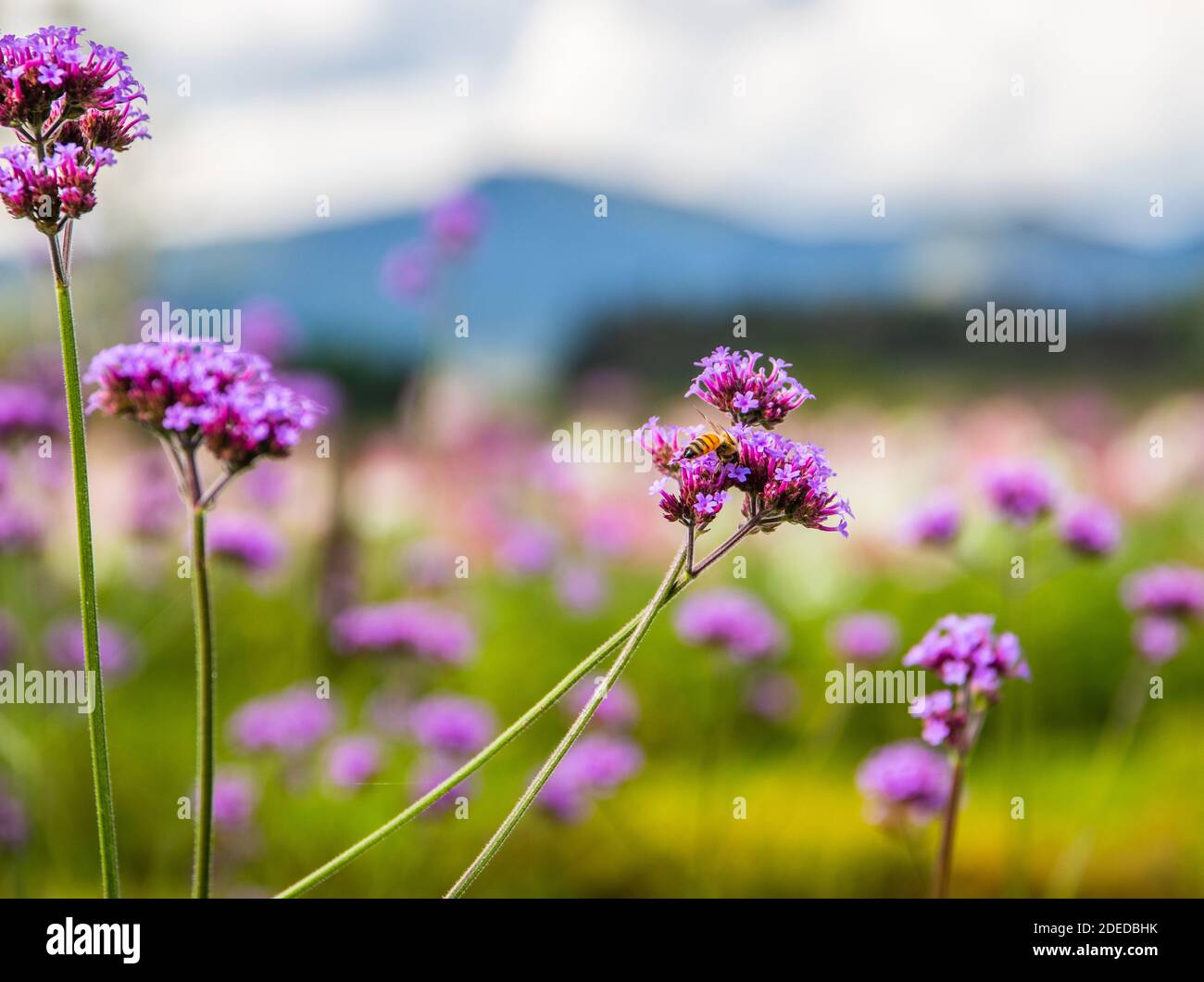 flower from Chiang Rai North Thailand Asia Stock Photo - Alamy
