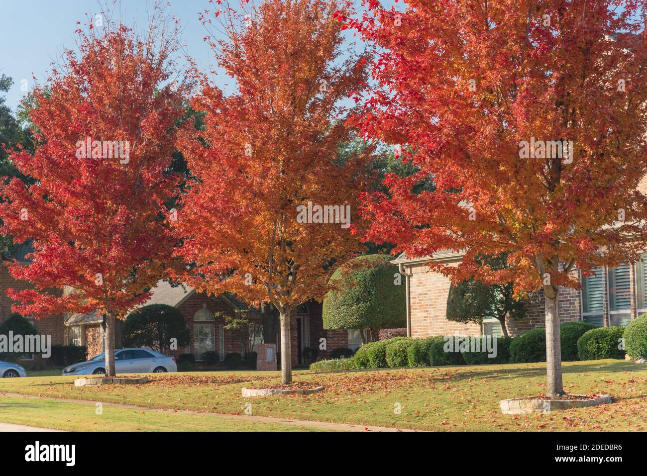 Beautiful fall foliage from row of red maple trees near new house in ...
