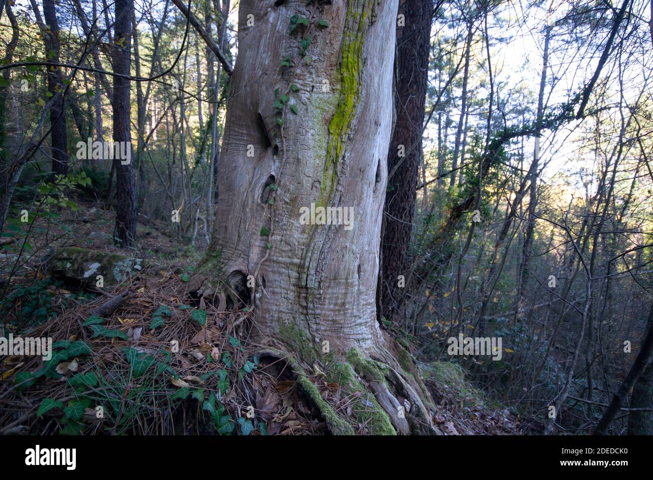 Big tree with trunk and roots spreading out beautiful on grass in ...