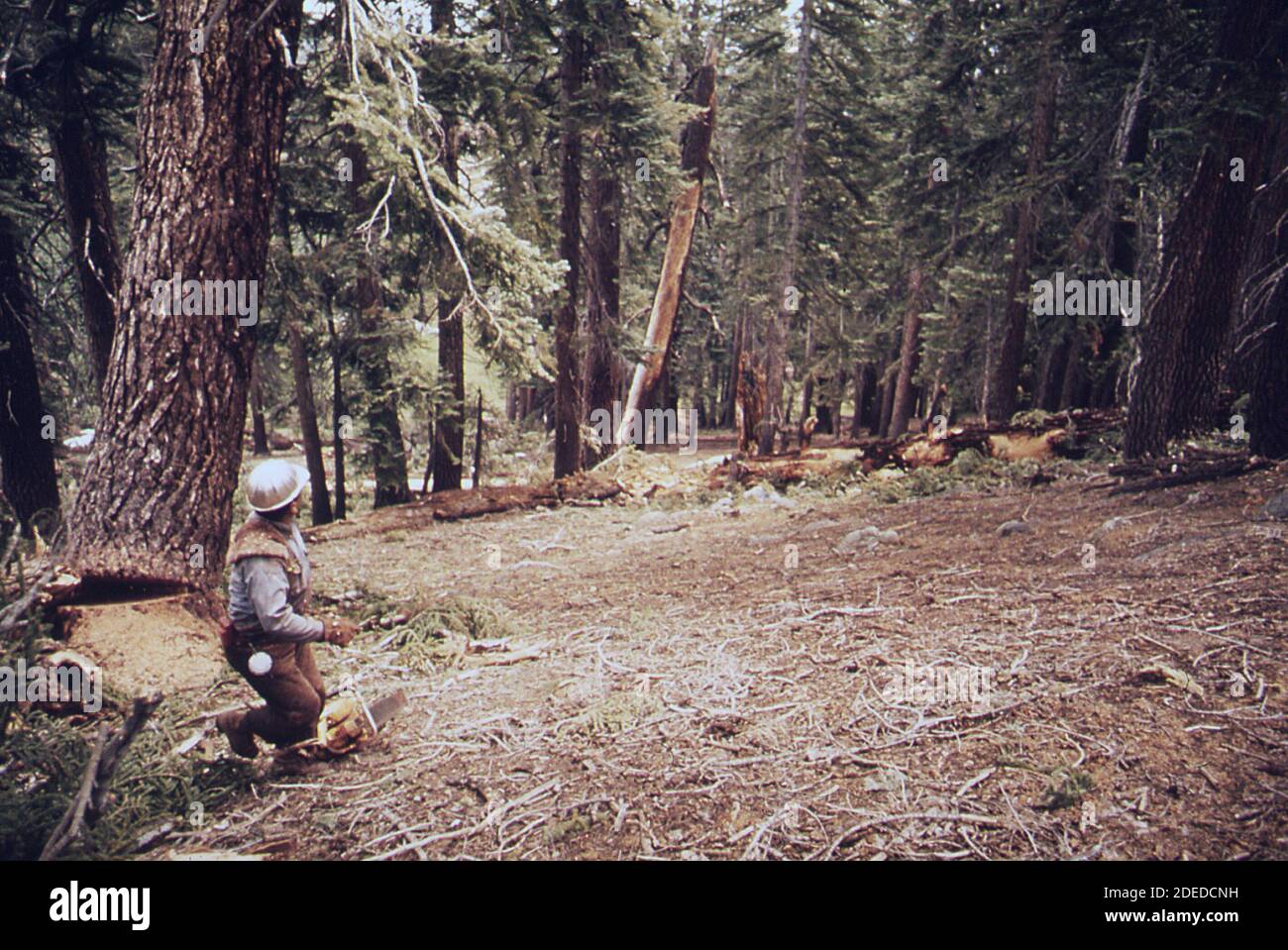 1970s Photos (1972) - D. Jackson felling red fir tree Stock Photo - Alamy
